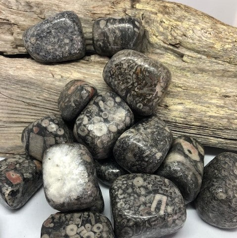Fossil Jasper – TheMagickalEarth